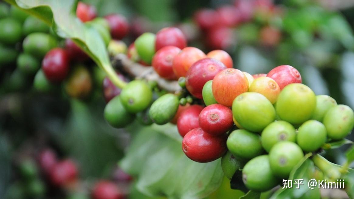 单品豆？SOE？拼配豆？精品咖啡豆？傻傻分不清楚，它们的区别是什么 - 知乎