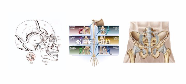 关节的结构功能及康复治疗 - 知乎