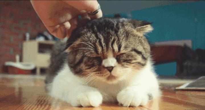 怎样才能让猫咪更加舒服？铲屎官要记住猫咪这8大“爽区” - 知乎