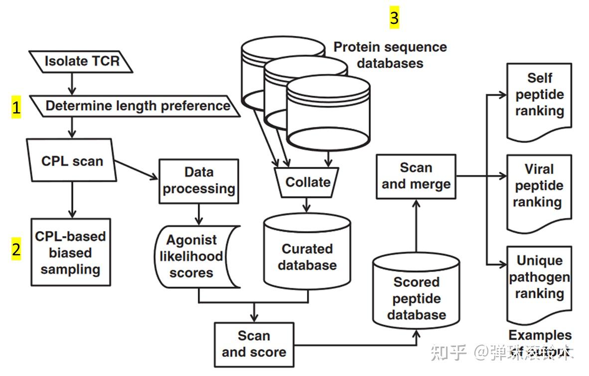 怎么鉴定一个TCR识别的表位 - 知乎