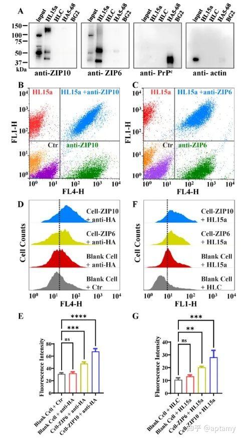 靶向癌细胞中锌转运蛋白ZIP10和ZIP6的DNA适配体 - 知乎