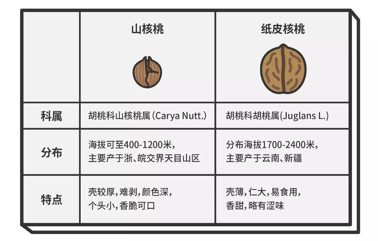 山核桃和普通核桃的区别是什么？ 知乎