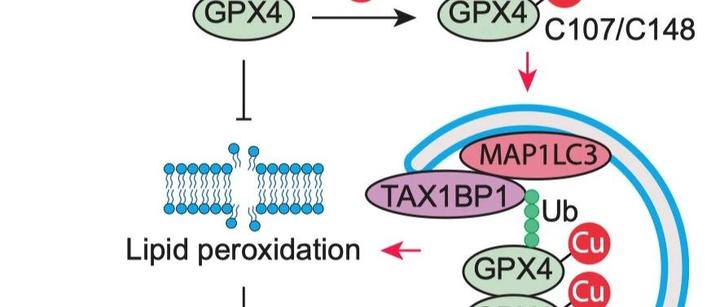 Autophagy丨GPX4 的铜依赖性自噬降解驱动铁死亡 - 知乎