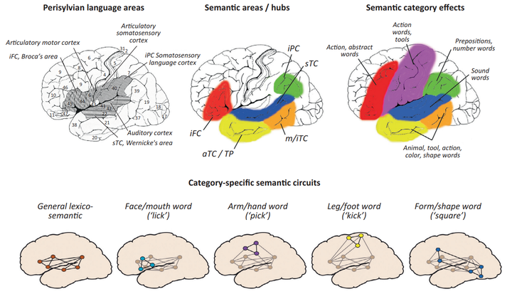“具身和抽象语义的脑机制”等 - 知乎