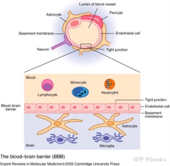 神经生物学基础 - 知乎