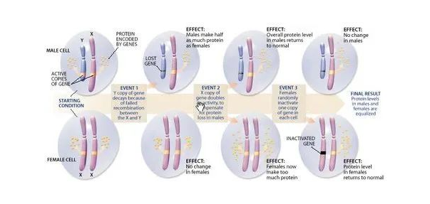一文看懂试管婴儿名词PGT-A/PGT-M/PGS/PGD/NGS - 知乎