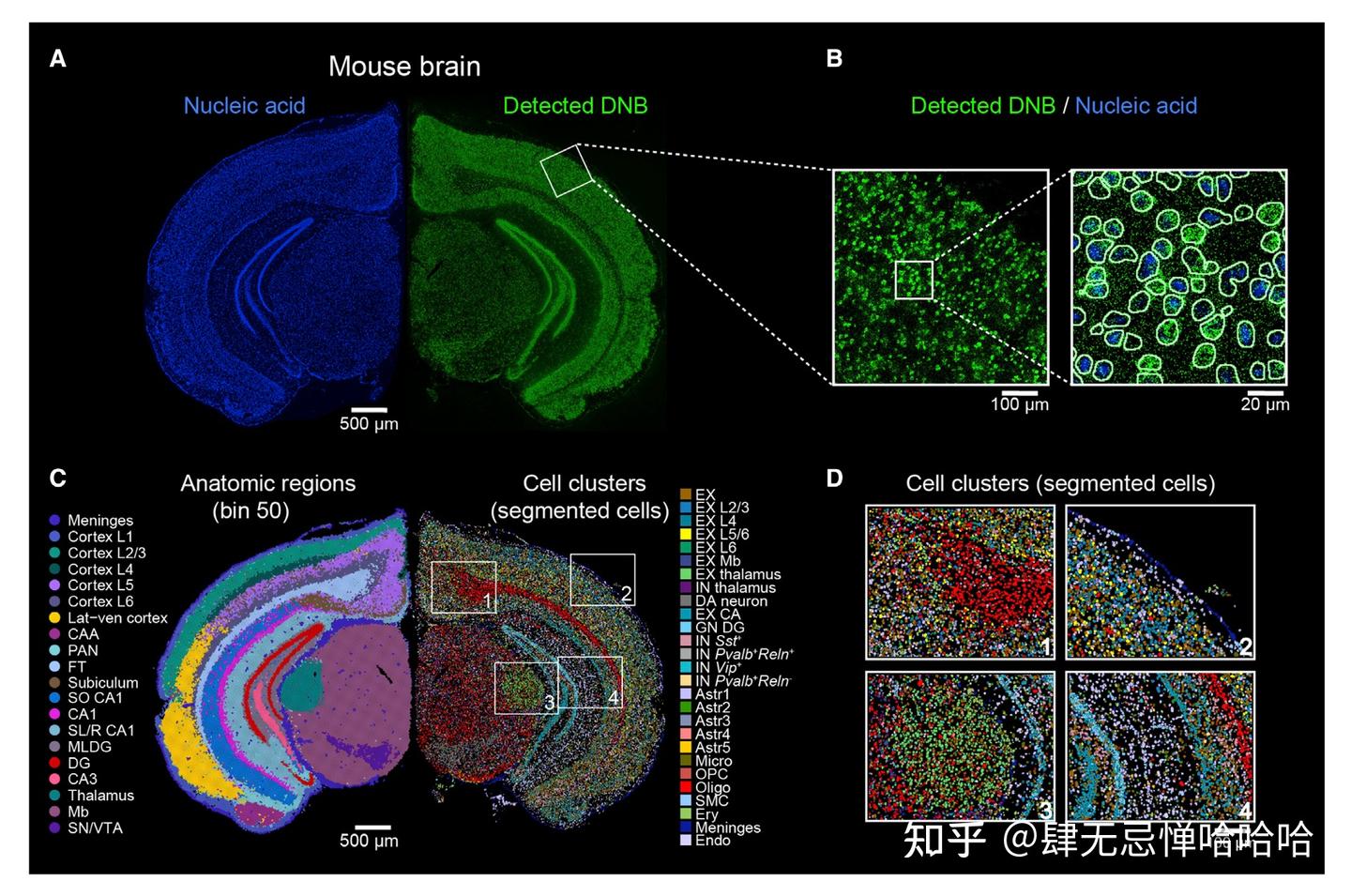 时空转录组：Spatially resolved transcriptomic - 知乎