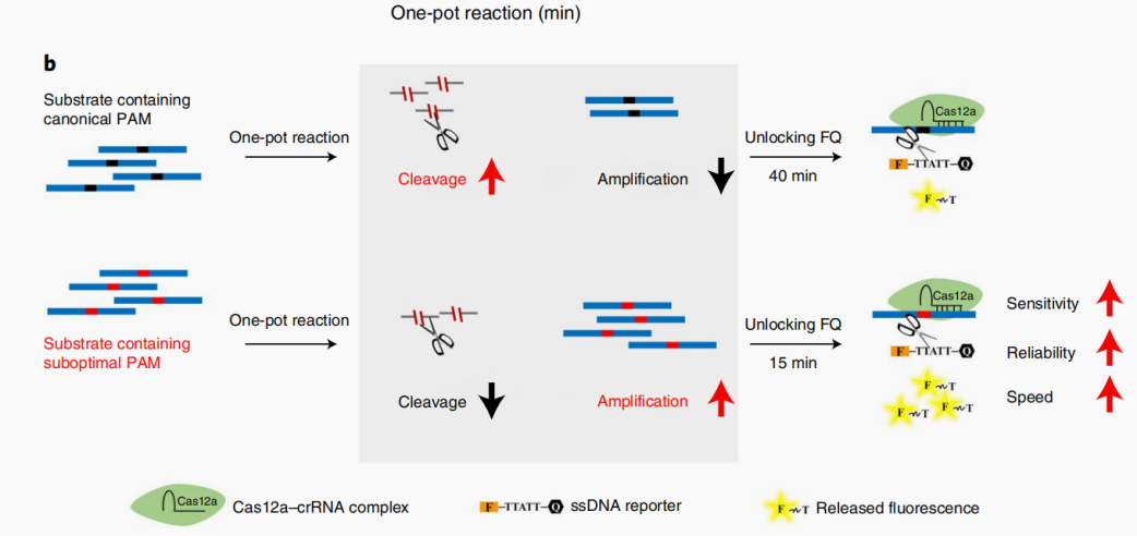 如何设计高效的Cas12a-crRNA引物 - 知乎