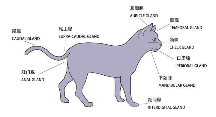 养猫大户必备的空气净化器推荐|除菌去味一键解决！全网爆火的352 X88C空气净化器到底值得买吗？ - 知乎