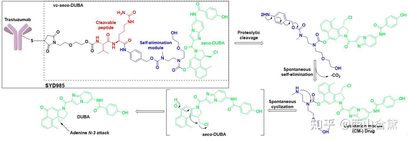 基于Trastuzumab ADC的构效关系总结 - 知乎