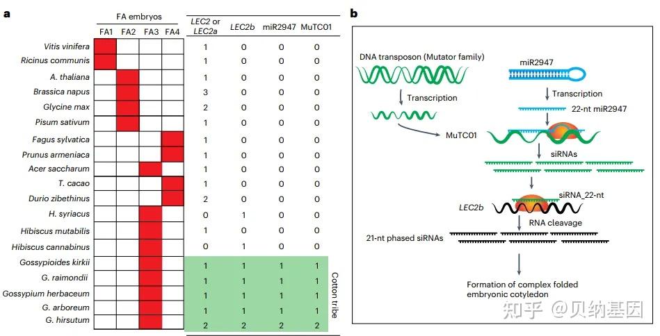 文献解读｜首个棉花T2T参考基因组揭示着丝粒进化和折叠胚胎形成的分子调控与演化机制 - 知乎