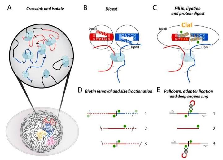 Hi-C：三维表观基因组学揭示DNA-DNA相互作用 - 知乎