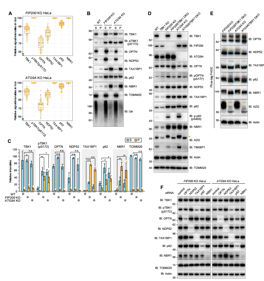 The EMBO Journal|Optineurin为TBK1的激活提供自噬接触位点 - 知乎