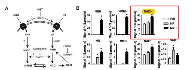 解密：为什么我们人体需要额外补充NAD+？ - 知乎