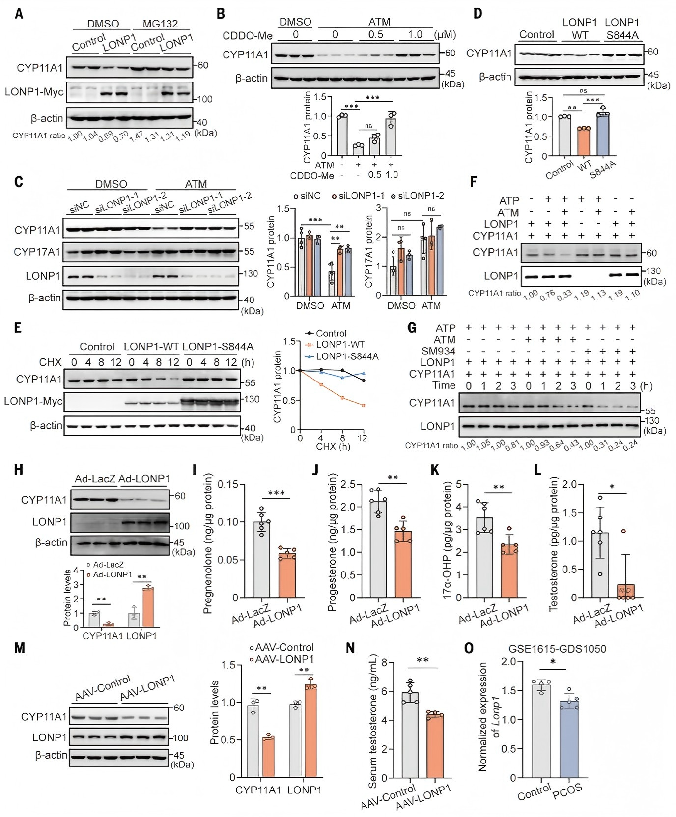 Science|复旦新发现：青蒿素通过介导LONP1-CYP11A1相互作用改善多囊卵巢综合征 - 知乎