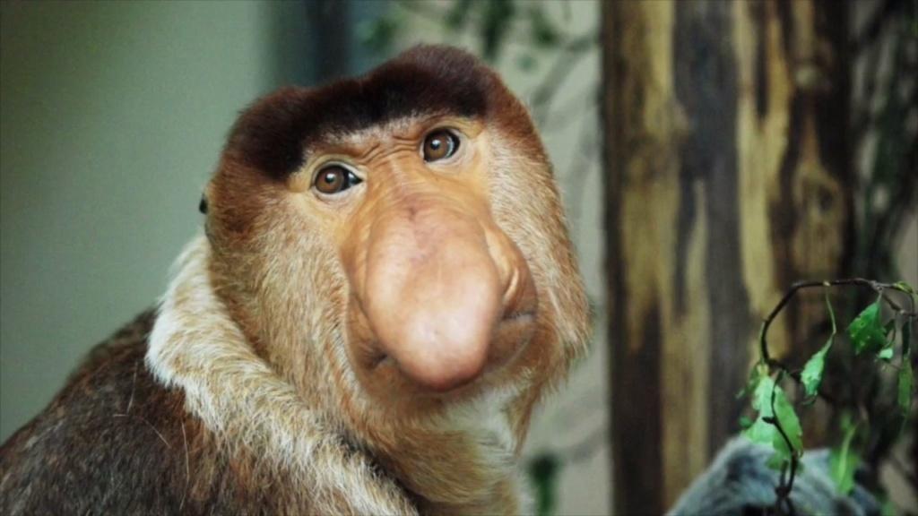 “You have a big nose”不是说你“大鼻子”，意思差远了！ - 知乎