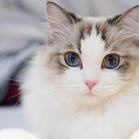 Ubuntu 20.04 部署向量数据库 Milvus + Attu - 知乎