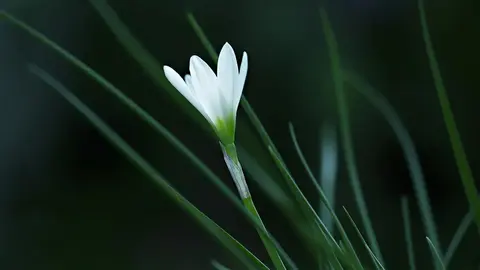 百度 amis 源码解读 - 知乎