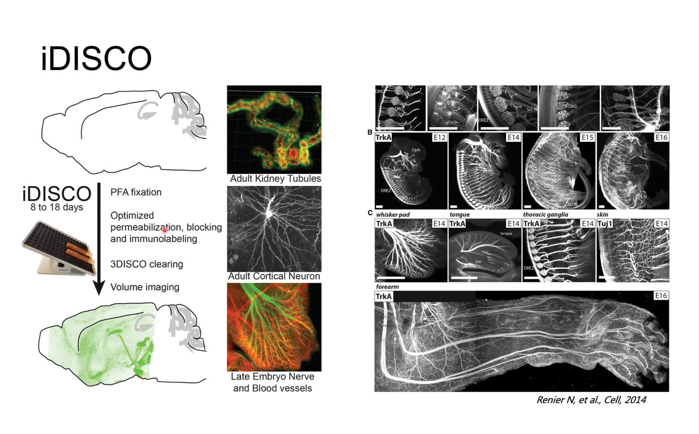 组织透明化技术汇总，三维成像，建议收藏！ - 知乎