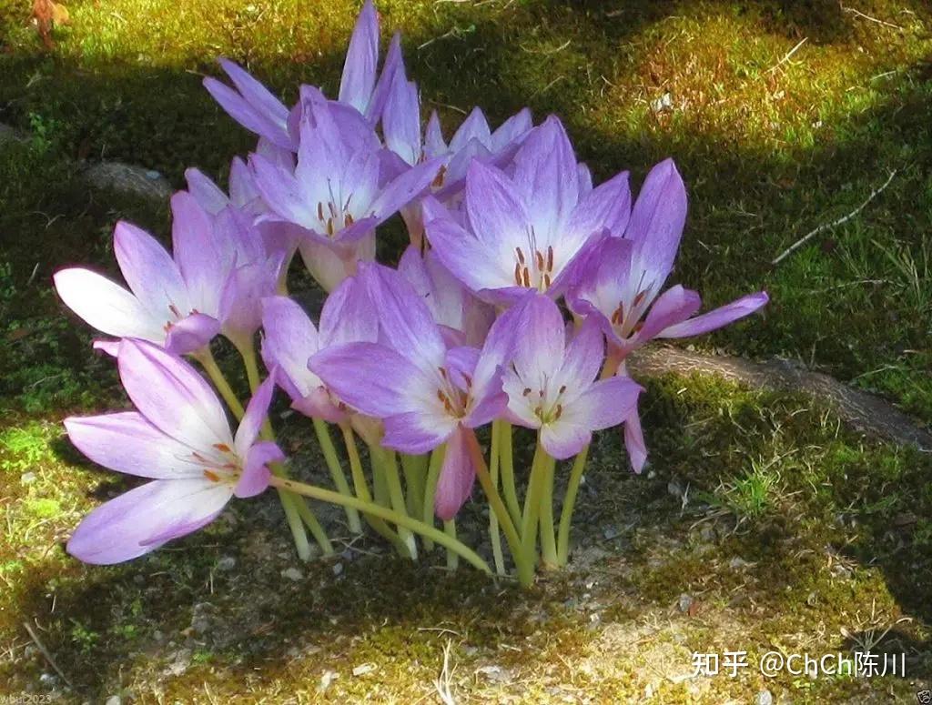 多肉植物全图鉴17：秋水仙科（Colchicaceae），秋水仙属（Colchicum） 原始种A-H - 知乎