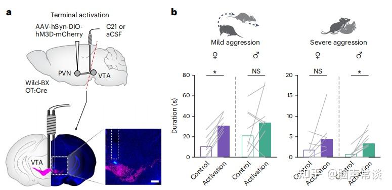 Nat neurosci丨驱动野生家鼠群体内社交冲突和攻击行为的神经回路 - 知乎