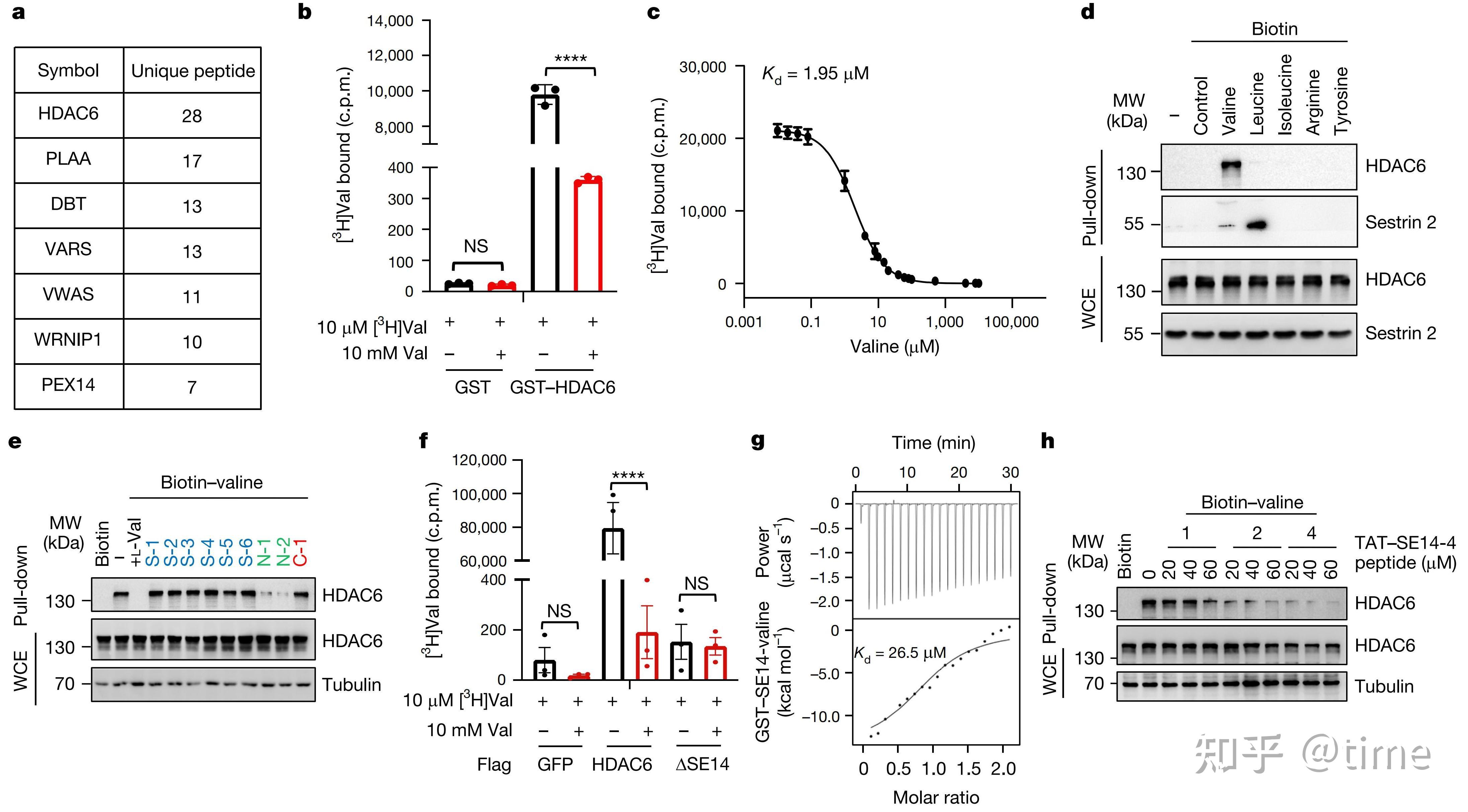 文献分享 | Nature：人类HDAC6感知缬氨酸丰度以调控DNA损伤 - 知乎