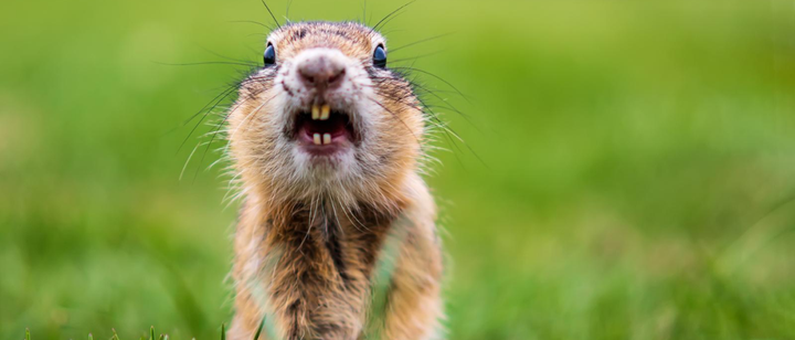 DeepMind发布GopherCite：讲话必须带证据 - 知乎