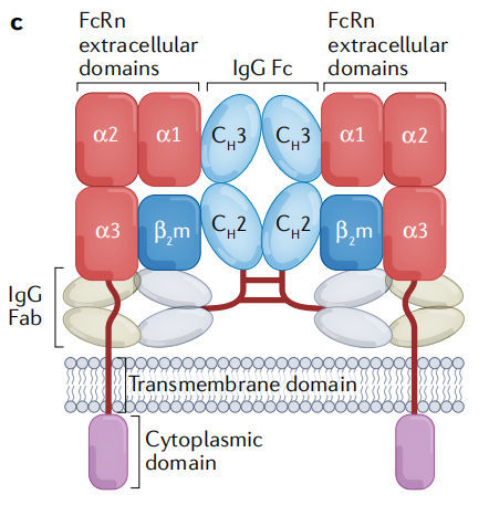 【Nature Reviews】综述: 进入新生儿Fc受体(FcRn)的治疗时代 - 知乎