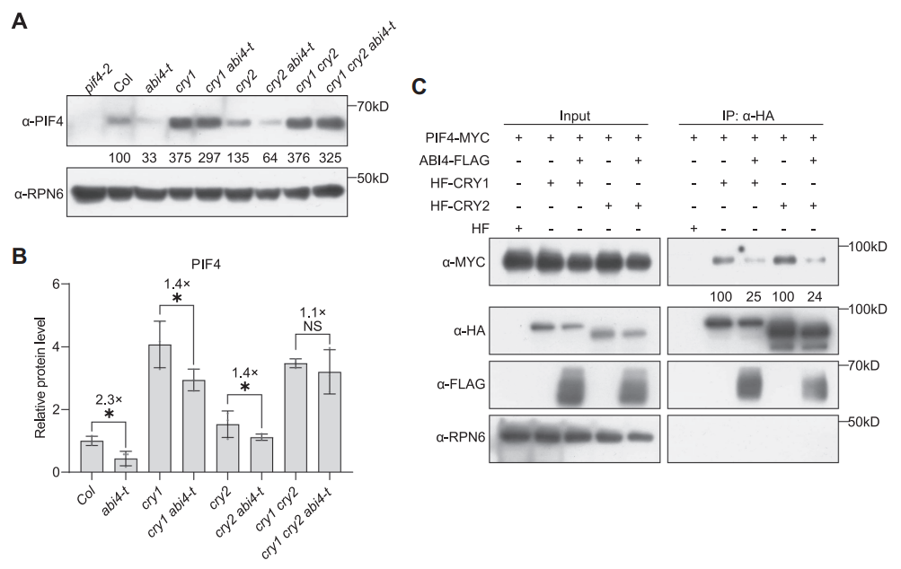 植物的“眼睛”——光受体 - 知乎