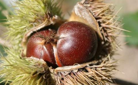 CMIIT ID认证是什么,哪里能做 - 知乎