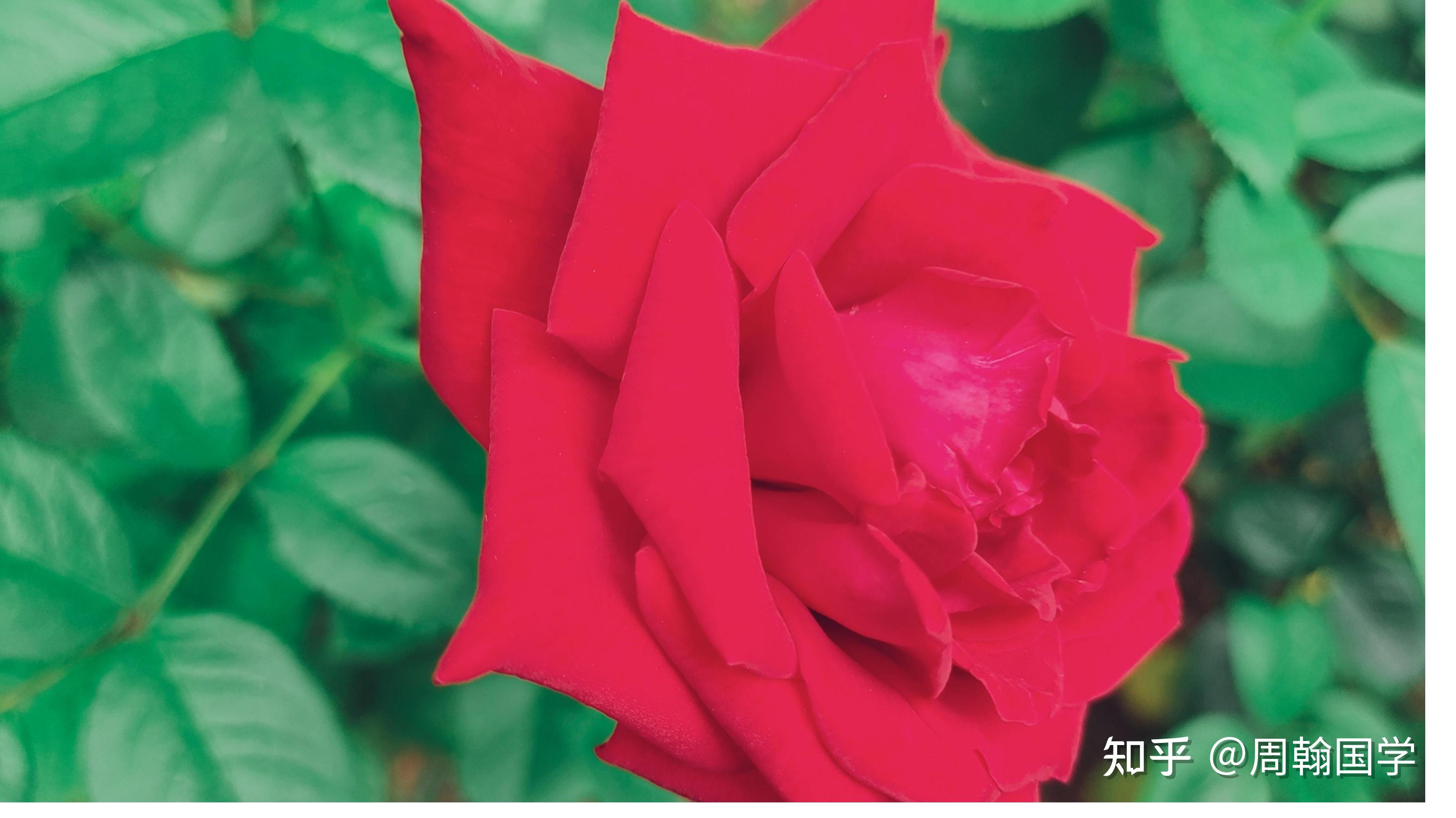 本人985，均分88，拿offer概率大吗？ - 知乎