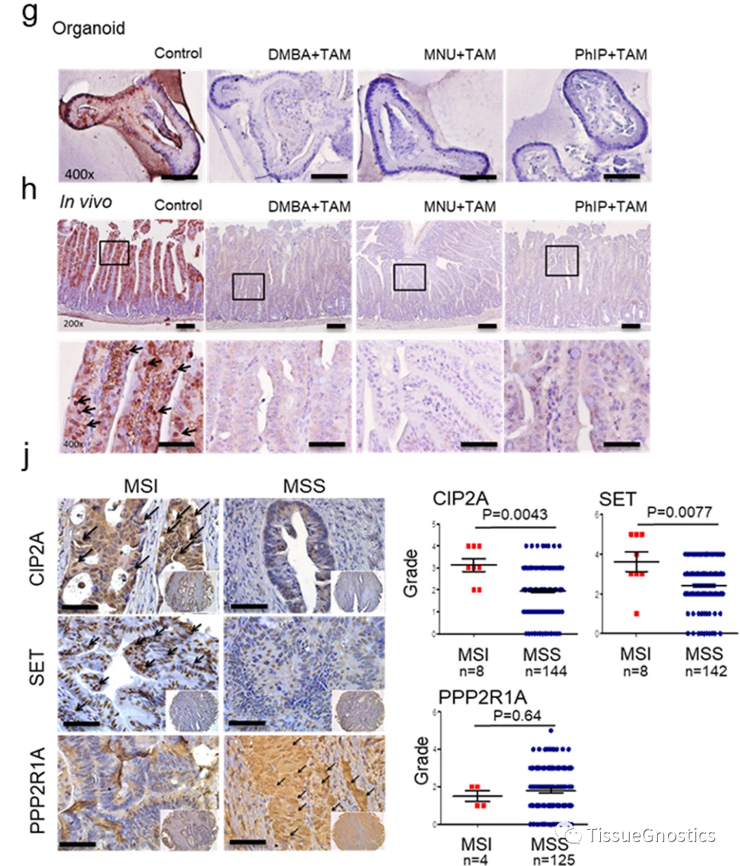 蛋白磷酸化是什么？蛋白磷酸化有哪些分类？ - 知乎