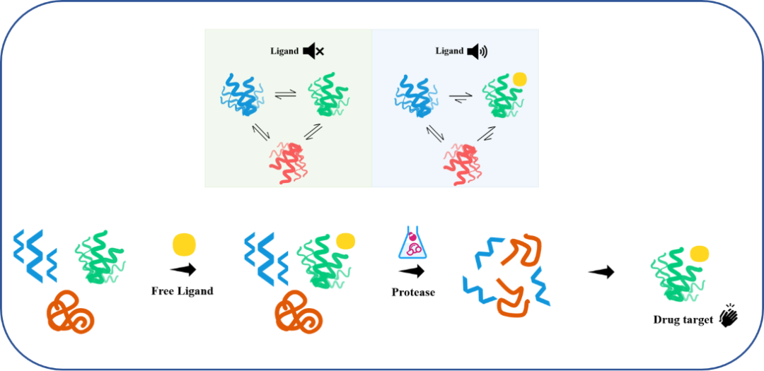 药物作用靶点技术：药物亲和反应靶向稳定性（DARTS）实验 - 知乎