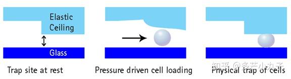 CellASIC® ONIX微流控芯片，让细菌“无处可逃” - 知乎