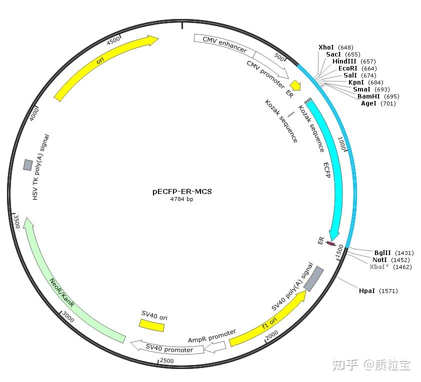 设计详细的实验确定该基因表达产物的亚细胞定位？ - 知乎