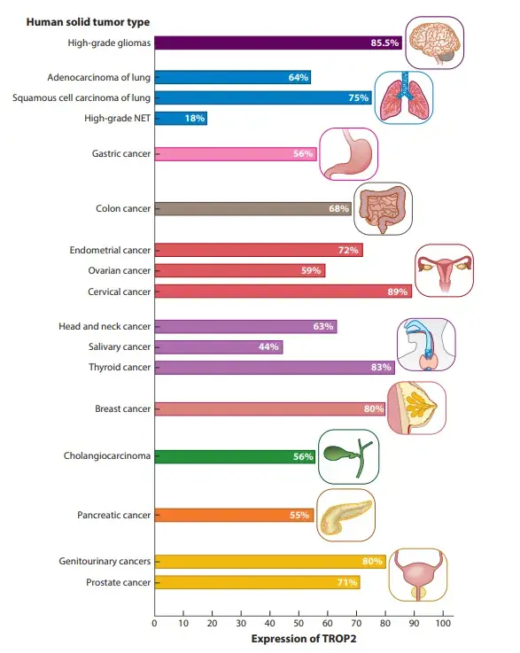 全球第二款用于HR+/HER2-乳腺癌的TROP-2 ADC「Dato-DXd」在日获批上市 - 知乎
