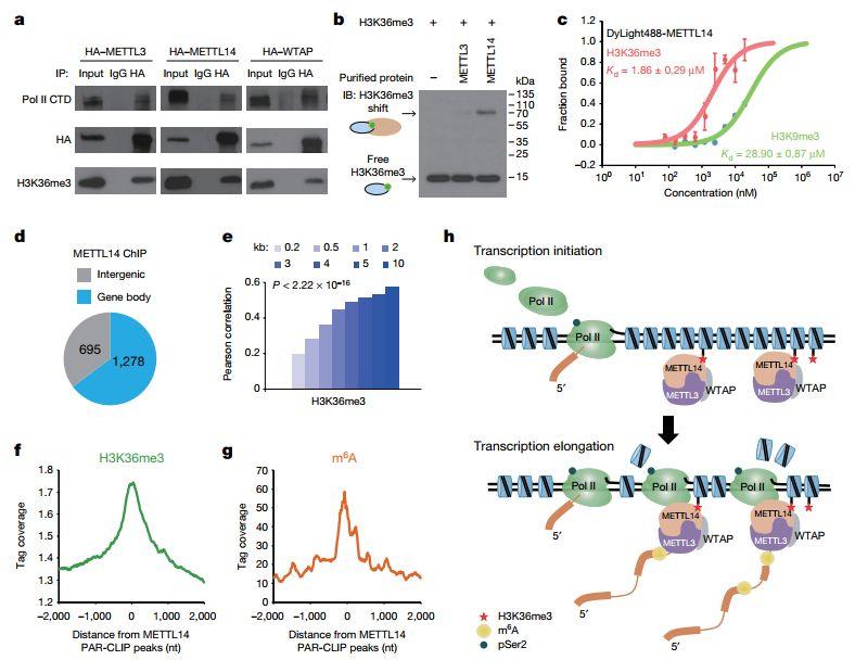 何川等2篇Nature揭示mRNA m6A修饰详细调控机制 - 知乎