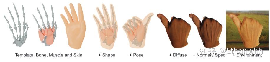 [论文解读] NIMBLE: A Non-rigid Hand Model with Bones and Muscles - 知乎