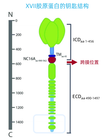 XVII型胶原蛋白（COL17）及其抗衰、护发功效 - 知乎