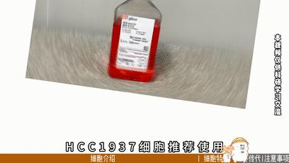 HCC1937细胞培养， 人乳腺癌细胞培养攻略 - 丰晖生物 - 知乎