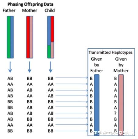 基因组学系列3：基因分型Phasing与单倍型参考序列HRC - 知乎
