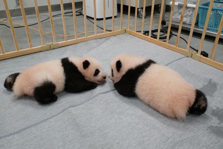 Pandas Dataframe 中的自连接和交叉连接 知乎