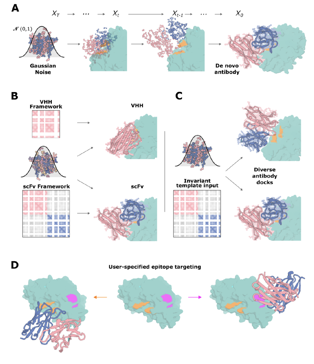 David Baker团队新成果！RFdiffusion再进化，实现原子级精度的抗体从头设计 - 知乎