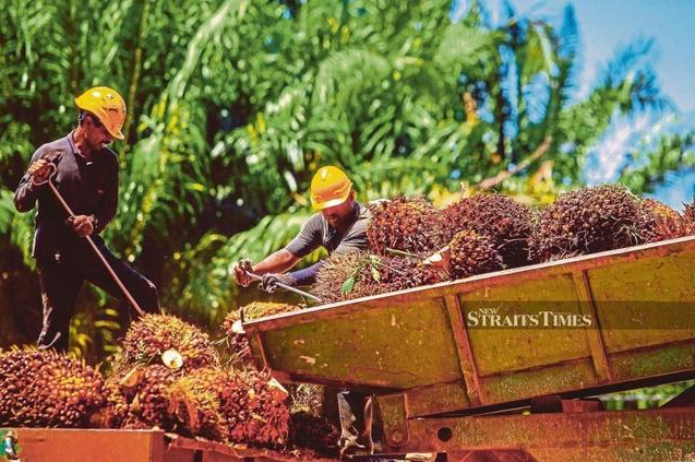 马来西亚MPOB报告的意义 - 知乎