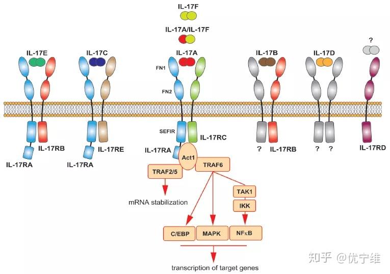 IL-17: 一个人的“骑兵队” - 知乎