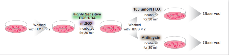 铁死亡与线粒体 - 知乎