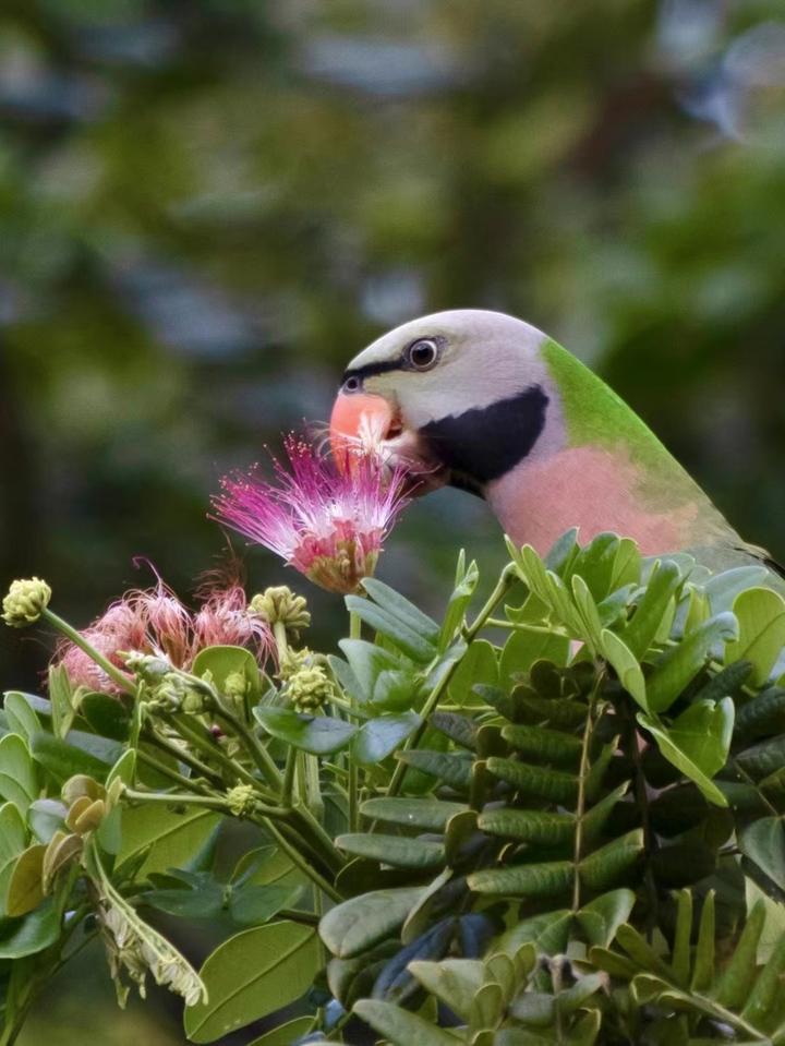 RNG-KBQA: 用于知识库问答的生成增强型迭代排名 - 知乎