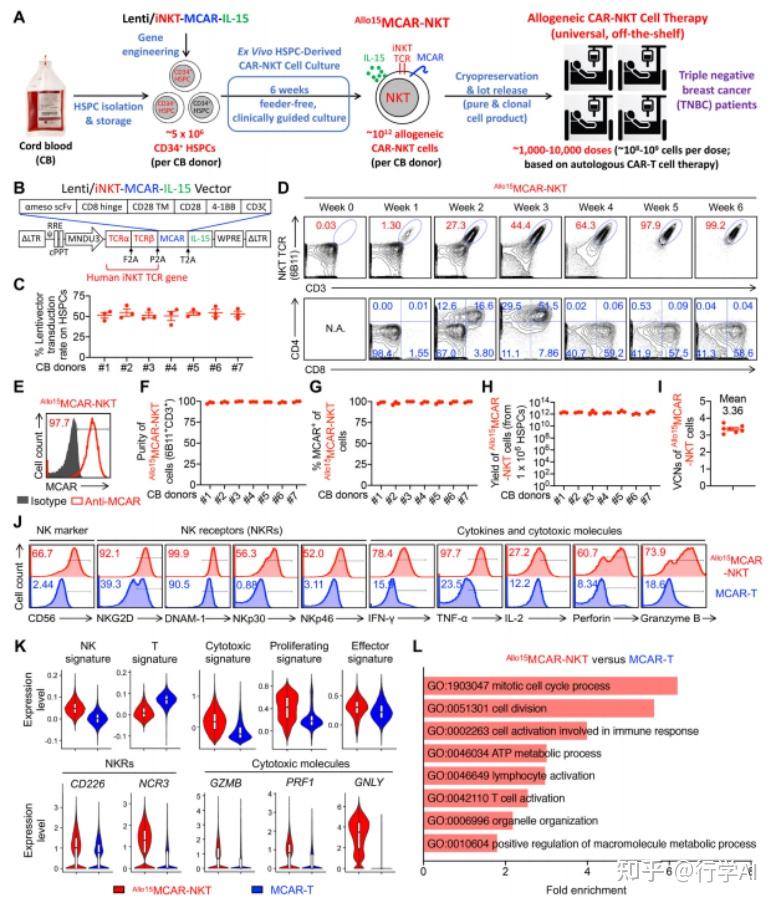IF:40.4，1区Q1，J Hematol Oncol：脐带血CD34⁺HSPC来源的间皮素特异性CAR-NKT细胞靶向三阴性乳腺癌的高效抗肿瘤疗法 - 知乎
