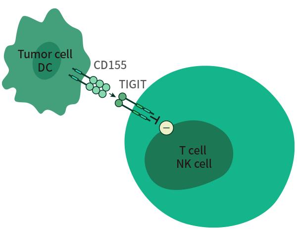 目前 靶向 TIGIT 药物在研现状是什么？ - 知乎