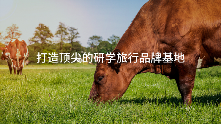 研学旅游品牌“顶顶牛”形象塑造 知乎